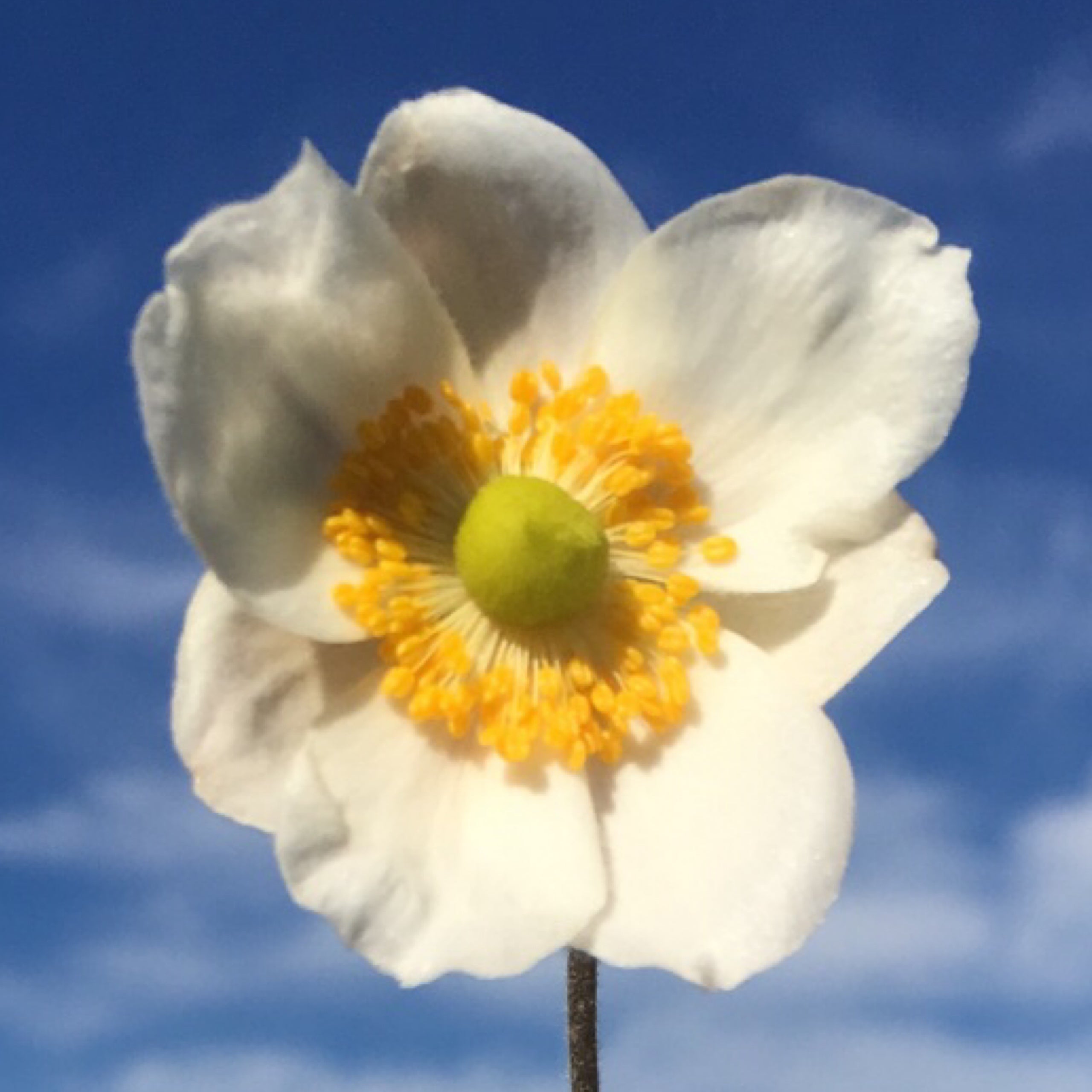 It's a Sublime Life – It's a Sublime Life